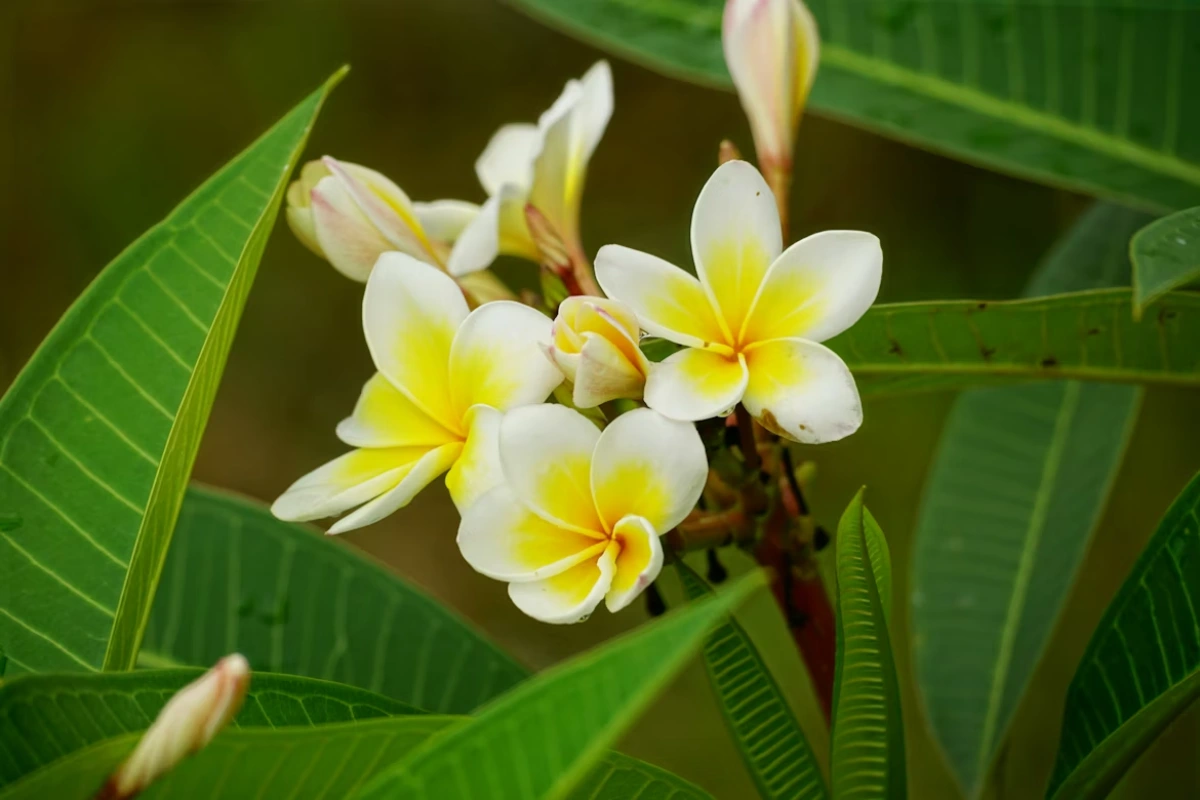 The Enchanting Frangipani Flower - Bali's Blooming Crown