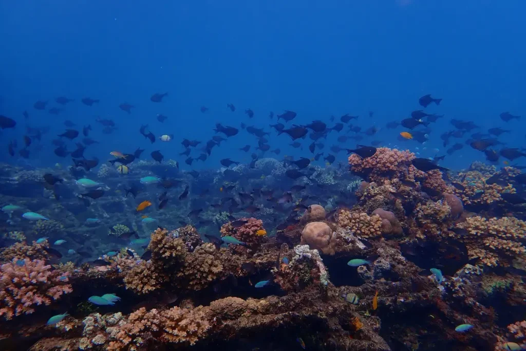 Best Things to Do in Pemuteran, Bali’s Quiet Coral Sanctuary | Bali ...